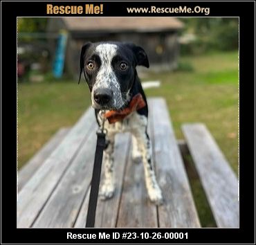 - Maine Dog Rescue - ADOPTIONS - Rescue Me!