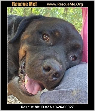 - Minnesota Dog Rescue - ADOPTIONS - Rescue Me!