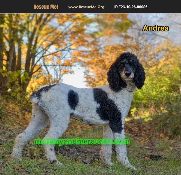 ADOPT 23102600085 ~ Poodle Rescue ~ Mount Carmel, PA