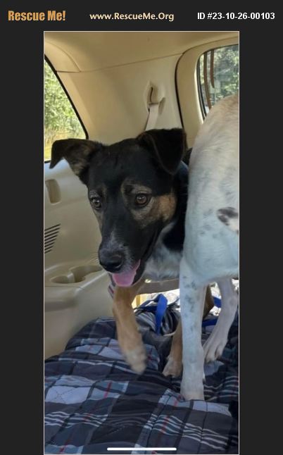 ADOPT 23102600103 ~ Australian Shepherd Rescue ~ Portland, OR