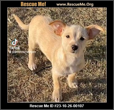 - Oregon Dog Rescue - ADOPTIONS - Rescue Me!