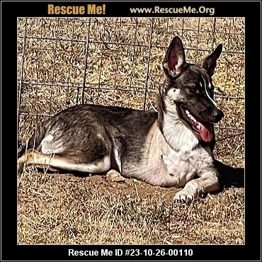 - Oregon Dog Rescue - ADOPTIONS - Rescue Me!