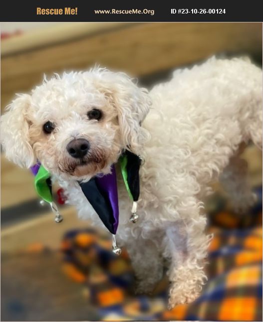 ADOPT 23102600124 ~ Poodle Rescue ~ Dalton, GA