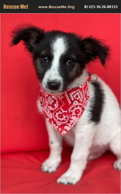 ADOPT 23102600133 ~ Border Collie Rescue ~ Dalton, GA