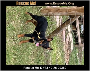 - Texas Rottweiler Rescue - ADOPTIONS - Rescue Me!