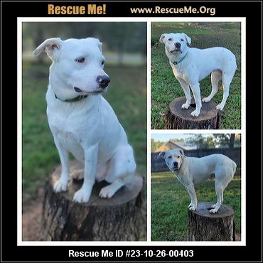 - Missouri Boxer Rescue - ADOPTIONS - Rescue Me!