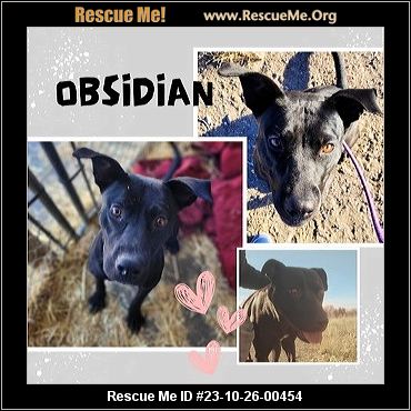 - Colorado Lab Rescue - ADOPTIONS - Rescue Me!