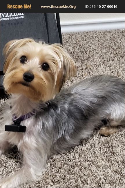 ADOPT 23102700046 ~ Yorkie Rescue ~ Taylor, TX