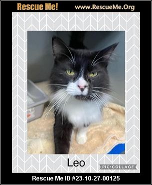 - Georgia Cat Rescue - ADOPTIONS - Rescue Me!