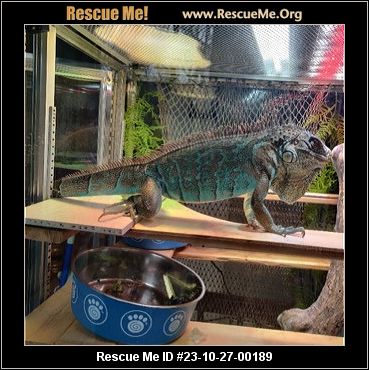 - Illinois Reptile/Amphibian Rescue - ADOPTIONS - Rescue Me!