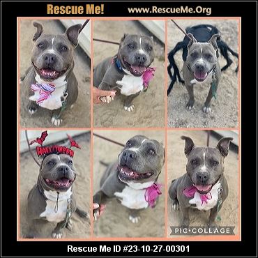 - California Pit Bull Rescue - ADOPTIONS - Rescue Me!