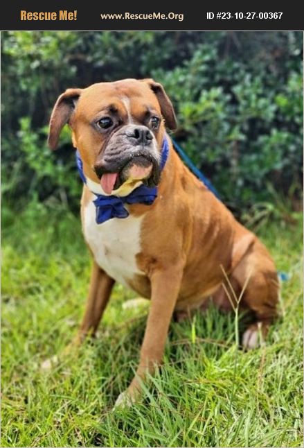 ADOPT 23102700367 ~ Boxer Rescue ~ Jesup, GA