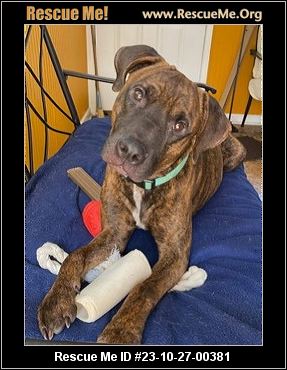 - Georgia Boxer Rescue - ADOPTIONS - Rescue Me!