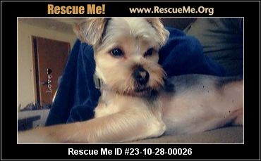 - Washington Yorkie Rescue - ADOPTIONS - Rescue Me!