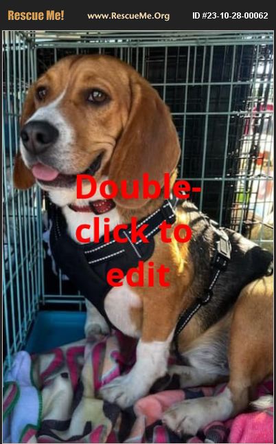 ADOPT 23102800062 ~ Beagle Rescue ~ Raleigh, NC