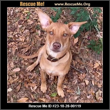 - Florida Black Mouth Cur Rescue - ADOPTIONS - Rescue Me!