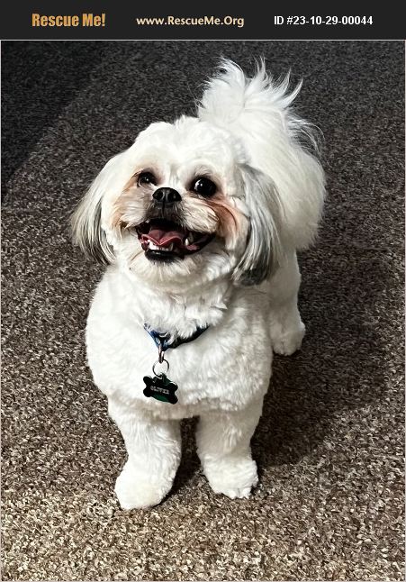 ADOPT 23102900044 ~ Shih Tzu Rescue ~ Summerville, SC