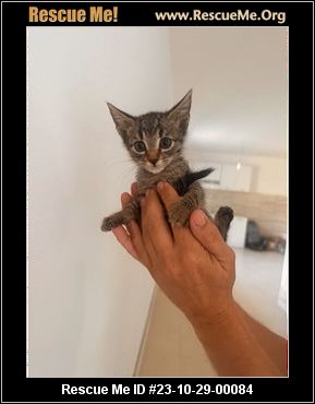 - Massachusetts Cat Rescue - ADOPTIONS - Rescue Me!