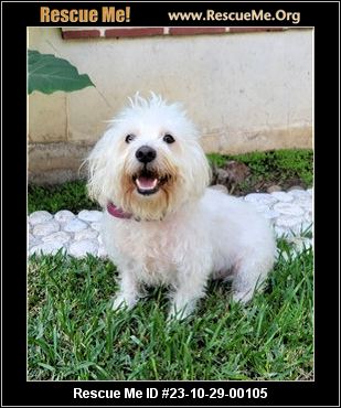 - California Maltese Rescue - ADOPTIONS - Rescue Me!