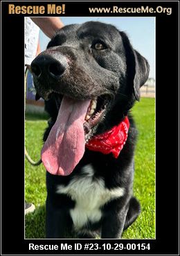 - Colorado Lab Rescue - ADOPTIONS - Rescue Me!