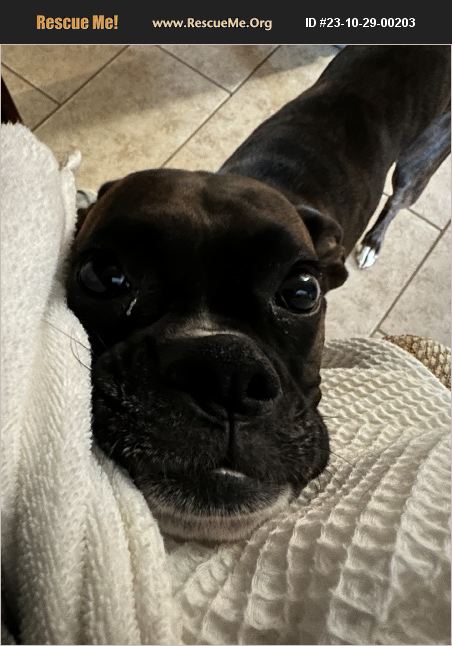 ADOPT 23102900203 ~ Boxer Rescue ~ Dallas Texas, TX