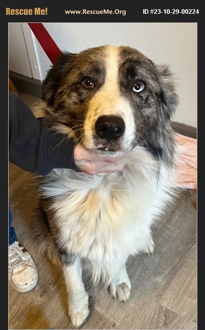 ADOPT 23102900224 ~ Australian Shepherd Rescue ~ Thompson Falls, MT