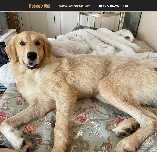 ADOPT 23102900234 ~ Golden Retriever Rescue ~ Houston, TX