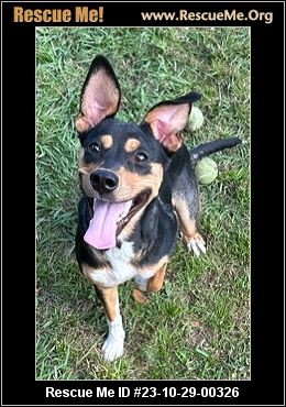 - Florida Jack Russell Rescue - ADOPTIONS - Rescue Me!