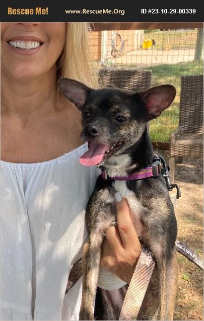 ADOPT 23102900339 ~ Chihuahua Rescue ~ Toronto, Ontario, Canada