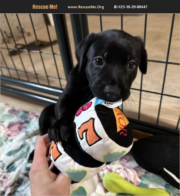 ADOPT 23102900447 ~ Lab Rescue ~ Marietta, GA