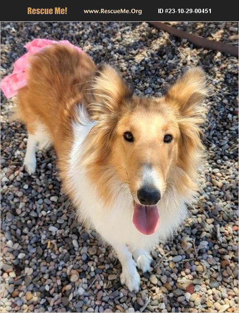 ADOPT 23102900451 ~ Collie Rescue ~ Albuquerque, NM