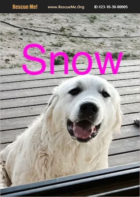 ADOPT 23103000005 ~ Great Pyrenees Rescue ~ Strasburg, CO