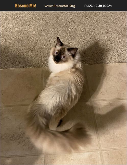 ADOPT 23103000021 ~ Ragdoll Rescue ~ 68022, NE