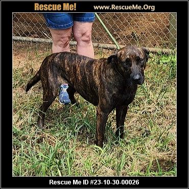 - Alabama Dog Rescue - ADOPTIONS - Rescue Me!