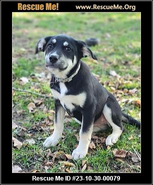 - Wisconsin Dog Rescue - ADOPTIONS - Rescue Me!