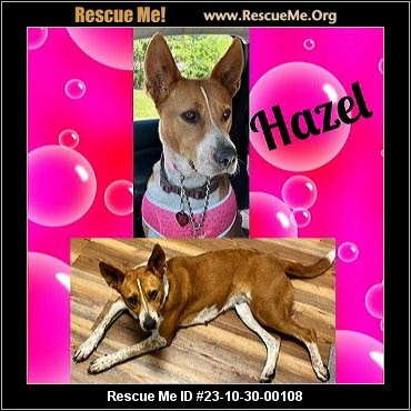 - Love Mutts Rescue - Raleigh, NC - AVAILABLE PETS