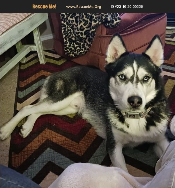 ADOPT 23103000236 ~ Siberian Husky Rescue ~ Roanoke, TX