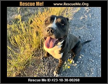 - Colorado Pit Bull Rescue - ADOPTIONS - Rescue Me!