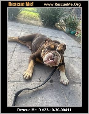 - California Bulldog Rescue - ADOPTIONS - Rescue Me!