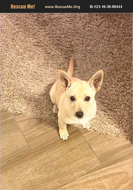 ADOPT 23103000444 ~ Corgi Rescue ~ Beaverton, OR