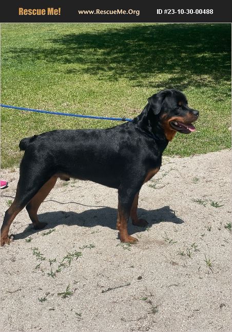 ADOPT 23103000488 ~ Rottweiler Rescue ~ Virginia Beach, VA