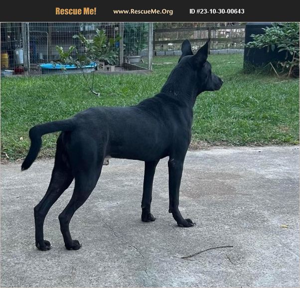 ADOPT 23103000643 ~ German Shepherd Rescue ~ Connecticut