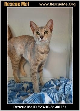 - South Carolina Cat Rescue - ADOPTIONS - Rescue Me!