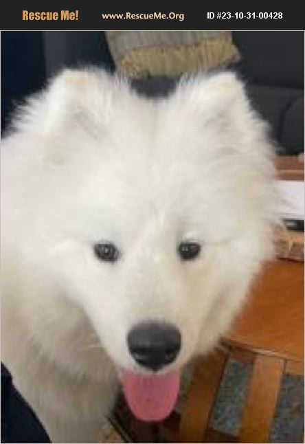 ADOPT 23103100428 ~ Samoyed Rescue ~ Orange County, CA