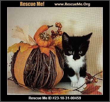 - Love Mutts Rescue - Raleigh, NC - AVAILABLE PETS