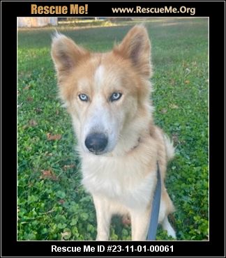 - Virginia Siberian Husky Rescue - ADOPTIONS - Rescue Me!
