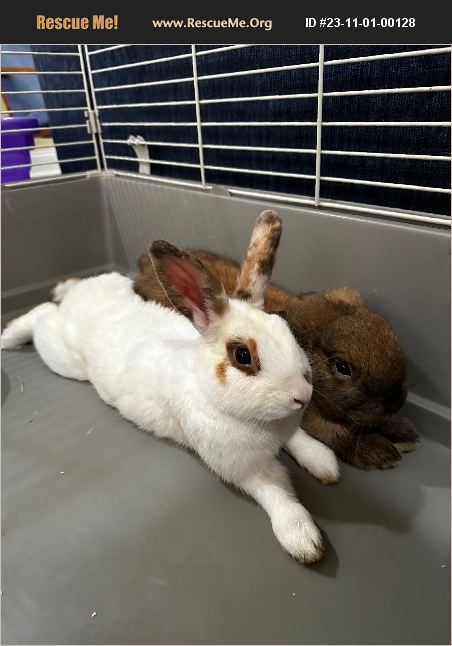 ADOPT 23110100128 ~ Rabbit Rescue ~ Raleigh, NC