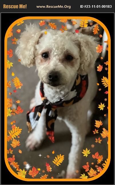 ADOPT 23110100183 ~ Bichon Frise Rescue ~ San Antonio, TX