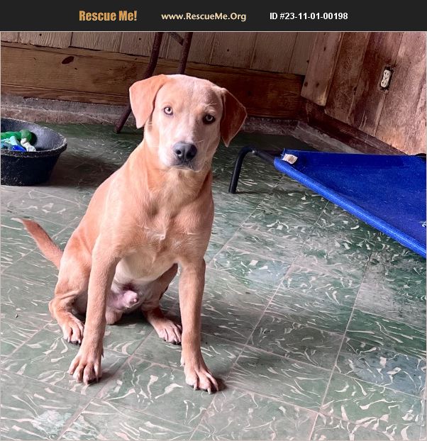 ADOPT 23110100198 ~ Vizsla Rescue ~ Harlingen, TX