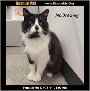 - Missouri Cat Rescue - ADOPTIONS - Rescue Me!